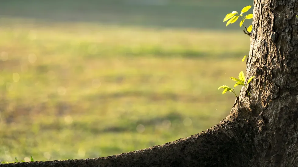 Deforestation regulation information flow in the food chain | GS1